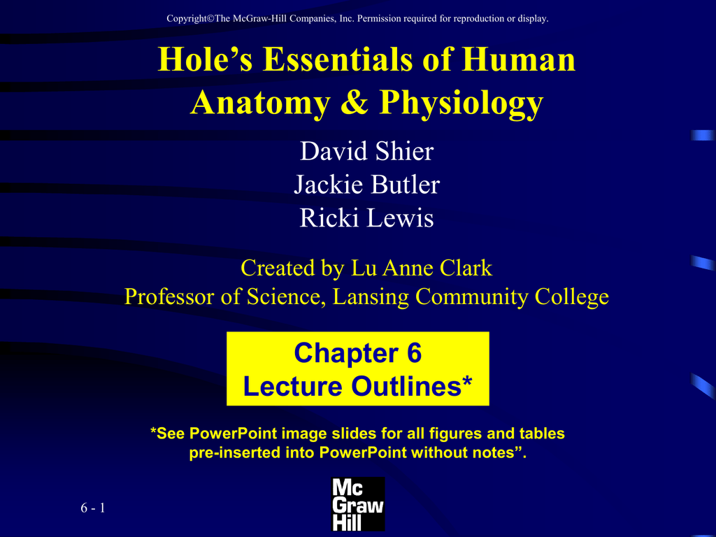 Hole s Essentials Of Human Anatomy Physiology Chapter 6 Lecture Outlines Hole s Essentials Of Human Anatomy Physiology Chapter 6 Lecture Outlines
