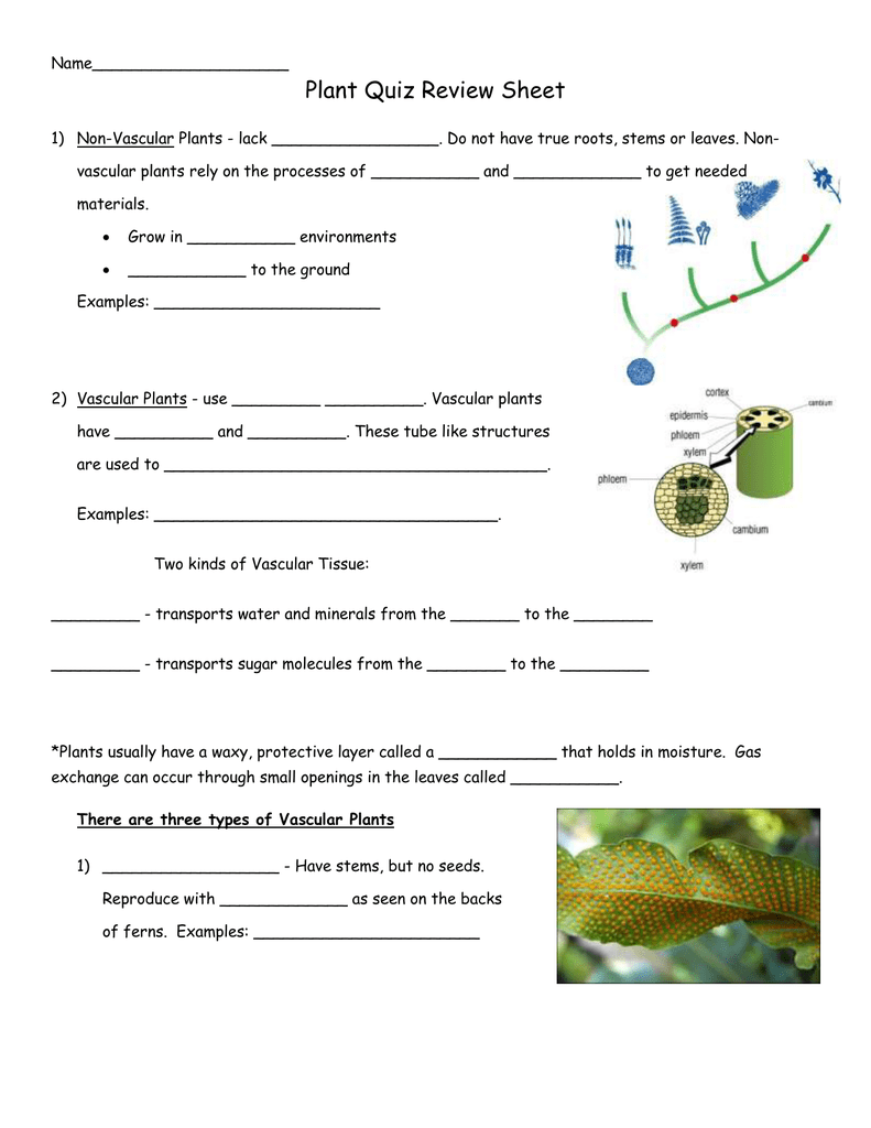 Plant Quiz Review Sheet