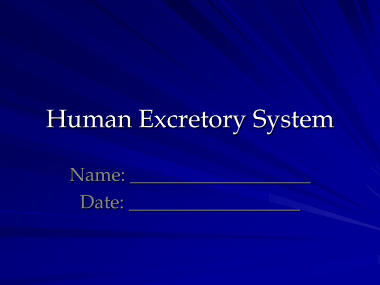 Human Excretory System Name Date 