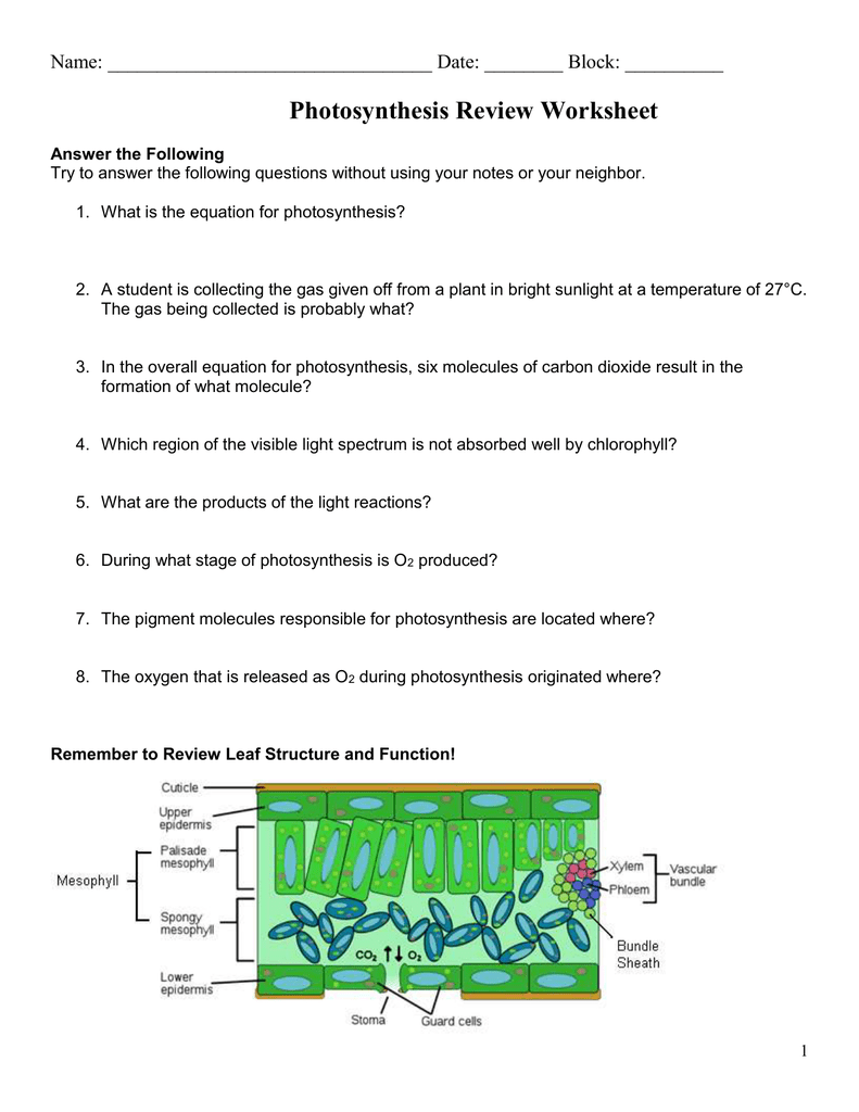 Photosynthesis Worksheet High School