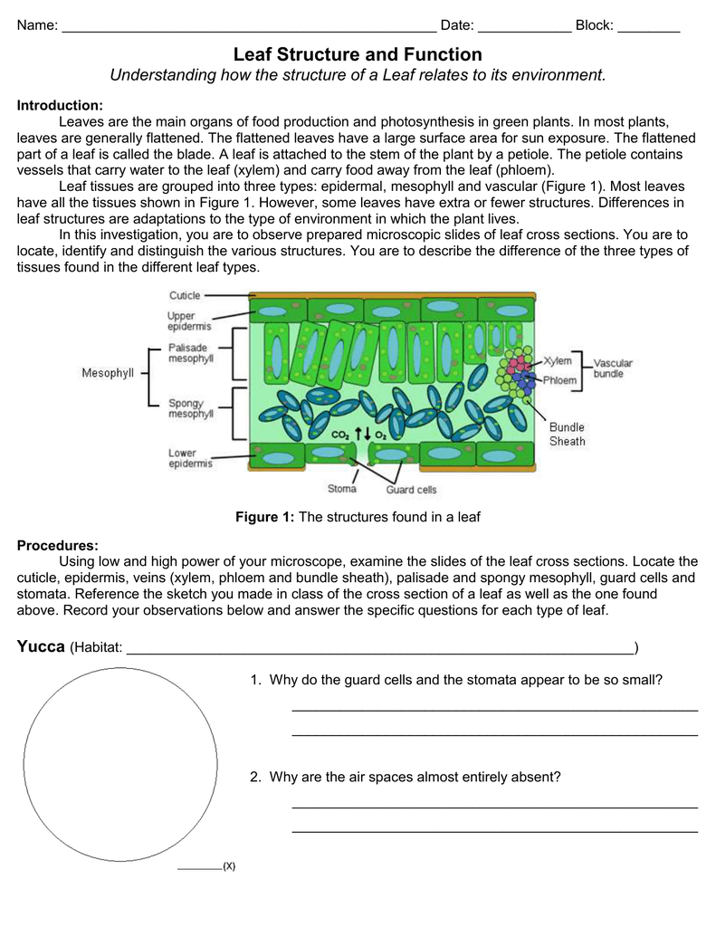 Leaf Structure And Function
