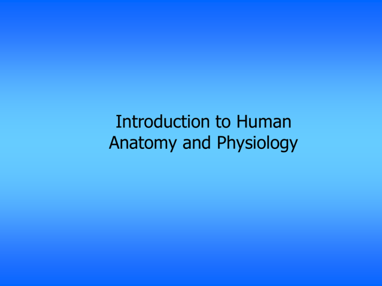 Introduction To Human Anatomy And Physiology