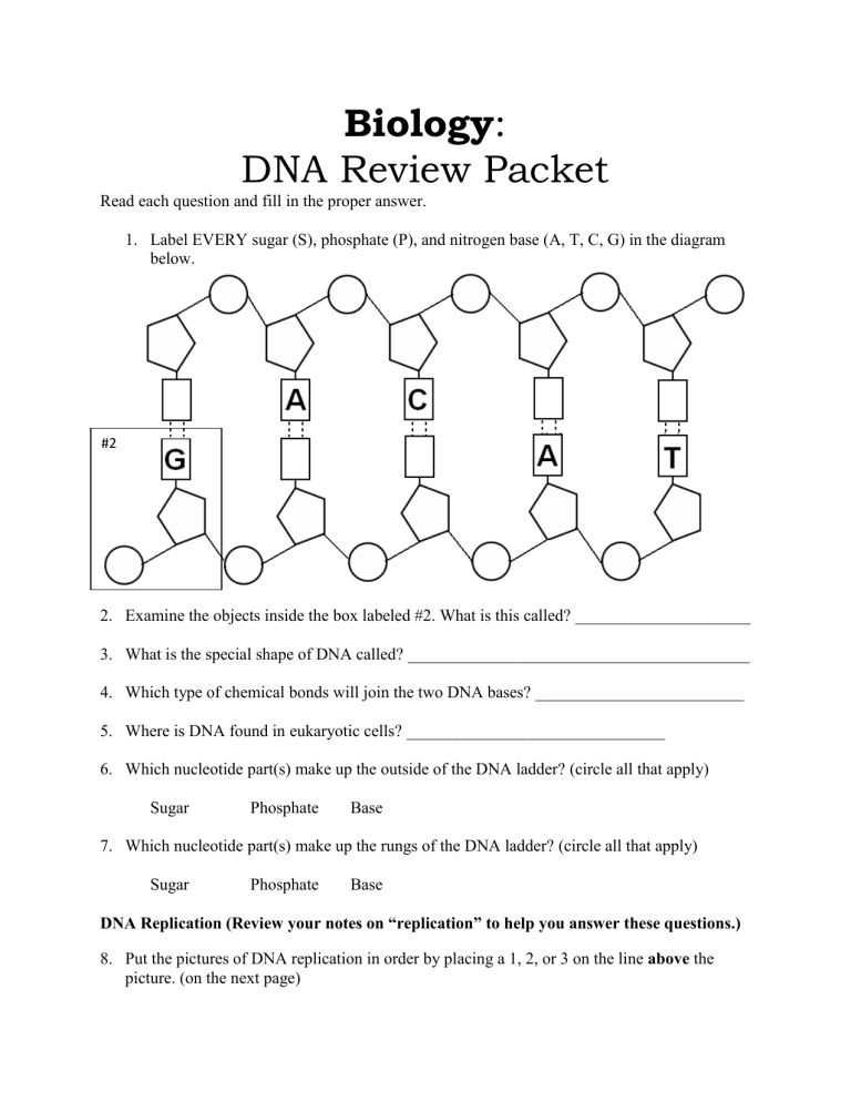 DNA Review Packet Biology High School