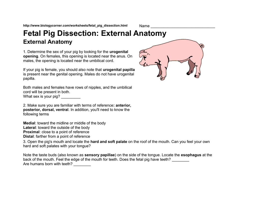 Fetal Pig Dissection External Anatomy External Anatomy
