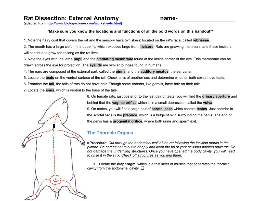 Rat Dissection External Anatomy Make Sure You Know The Locations Rat Dissection External Anatomy Make Sure You Know The Locations