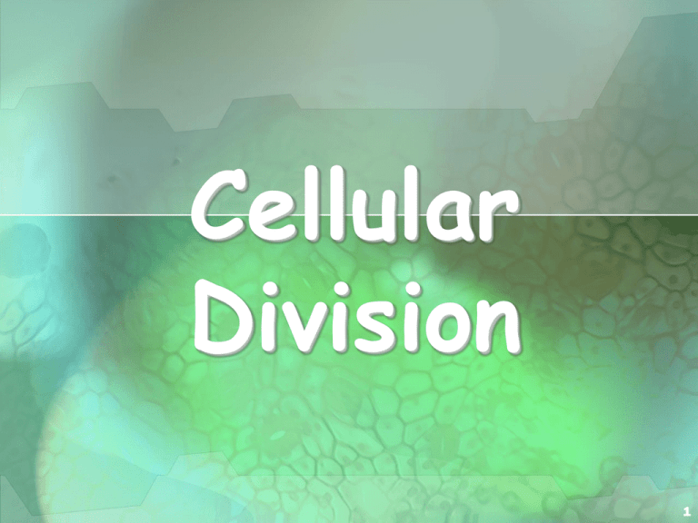 Cellular Division 1 Cellular Division 1