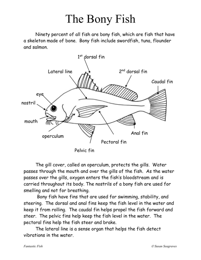 The Bony Fish The Bony Fish