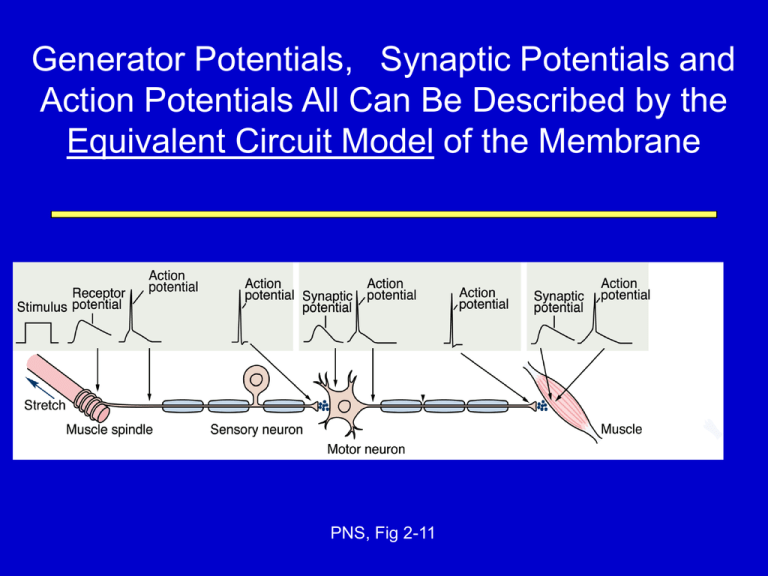 Generator Potentials Synaptic Potentials And