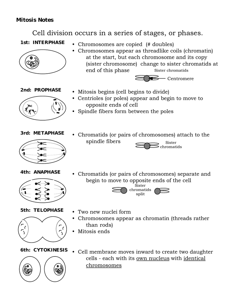 Mitosis Notes The Science Spot