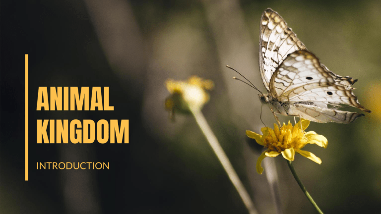 Animal Kingdom Introduction: Zoology Presentation