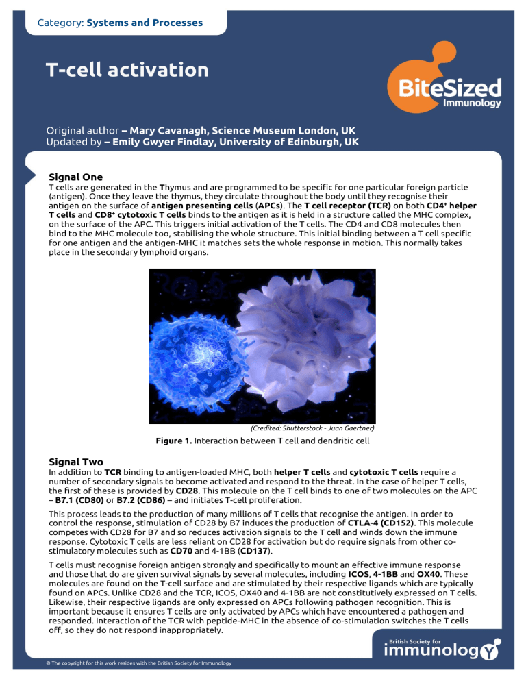 T-cell Activation: Signals and Mechanisms