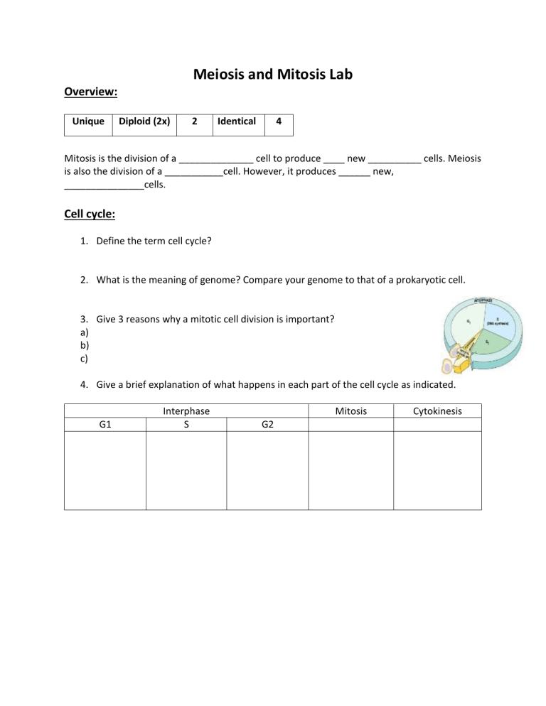 Mitosis and Meiosis Lab Worksheet: Cell Division