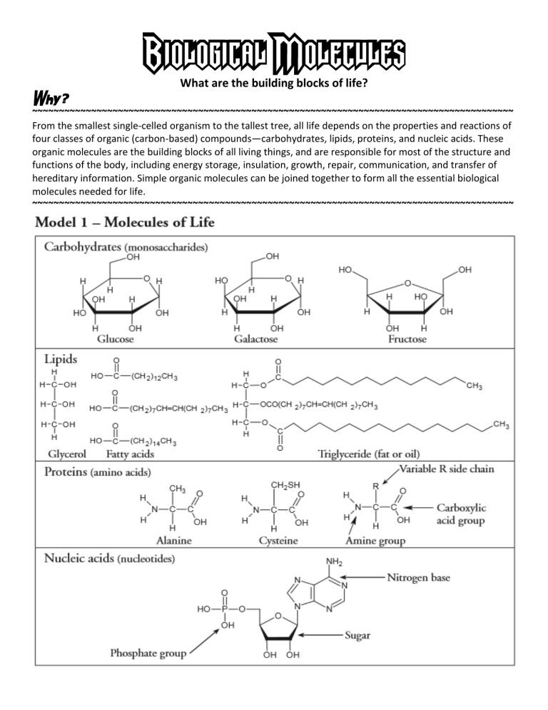 POGIL Biological Molecules