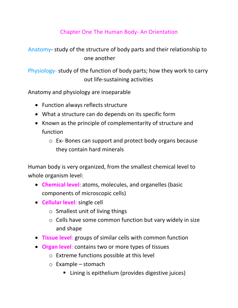 Human Body Orientation: Anatomy & Physiology