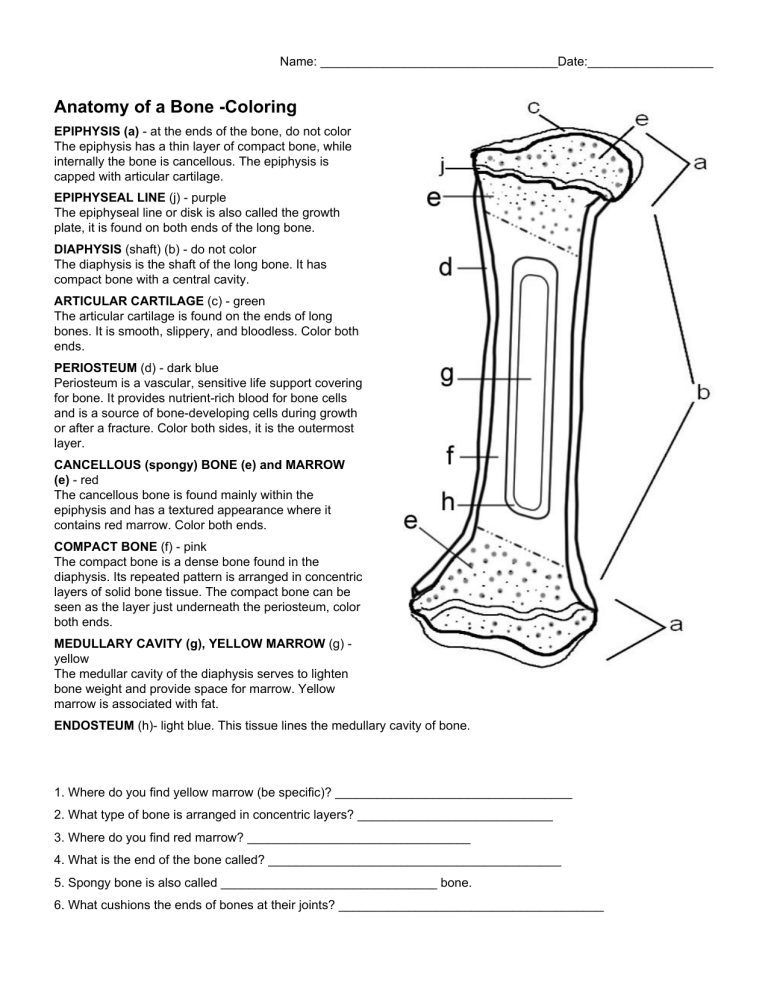 Bone Coloring Bone Coloring
