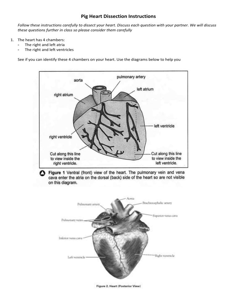 Heart Dissection Instructions