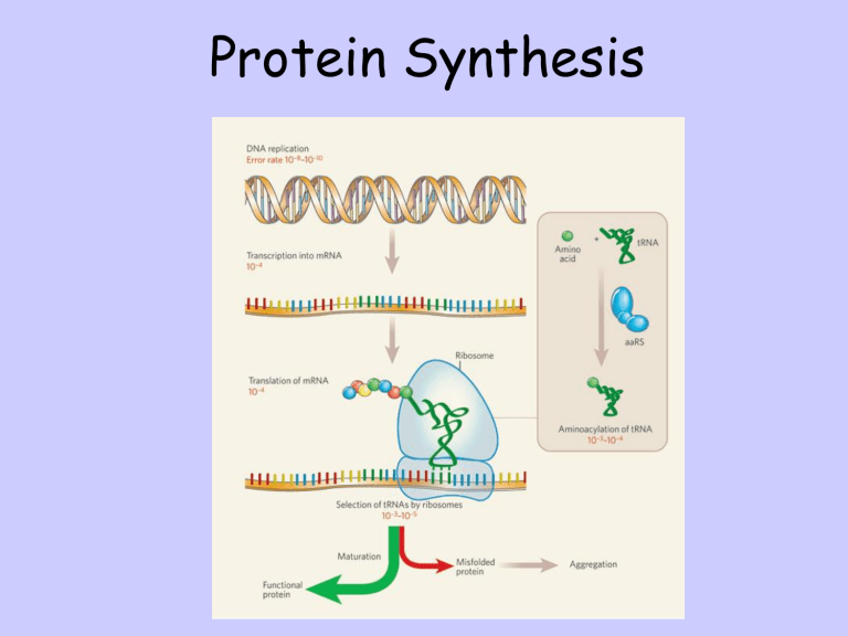 Protein Synthesis: Transcription & Translation