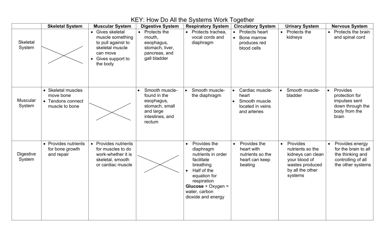 Organ systems working together