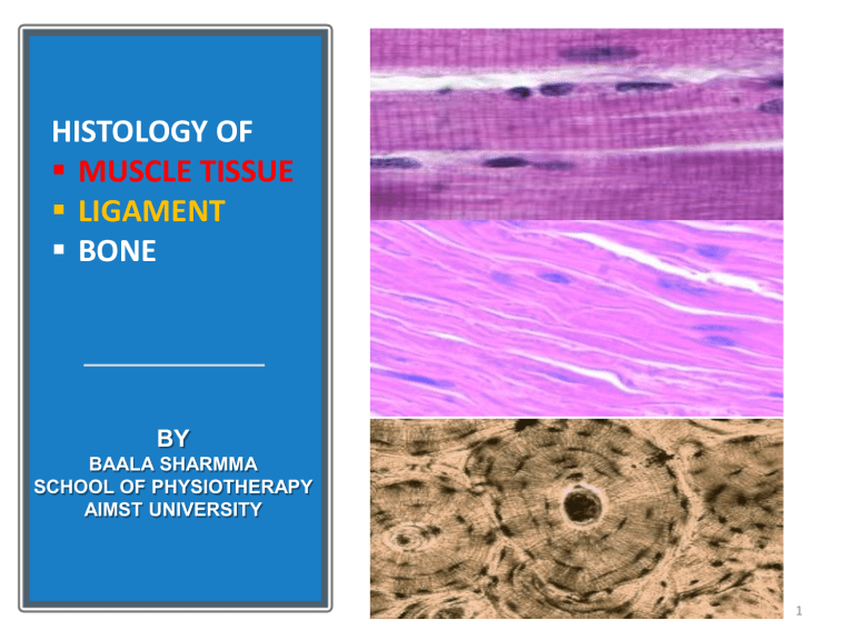 Lecture 1 Histology Of Muscle Tiss Ligament Bone