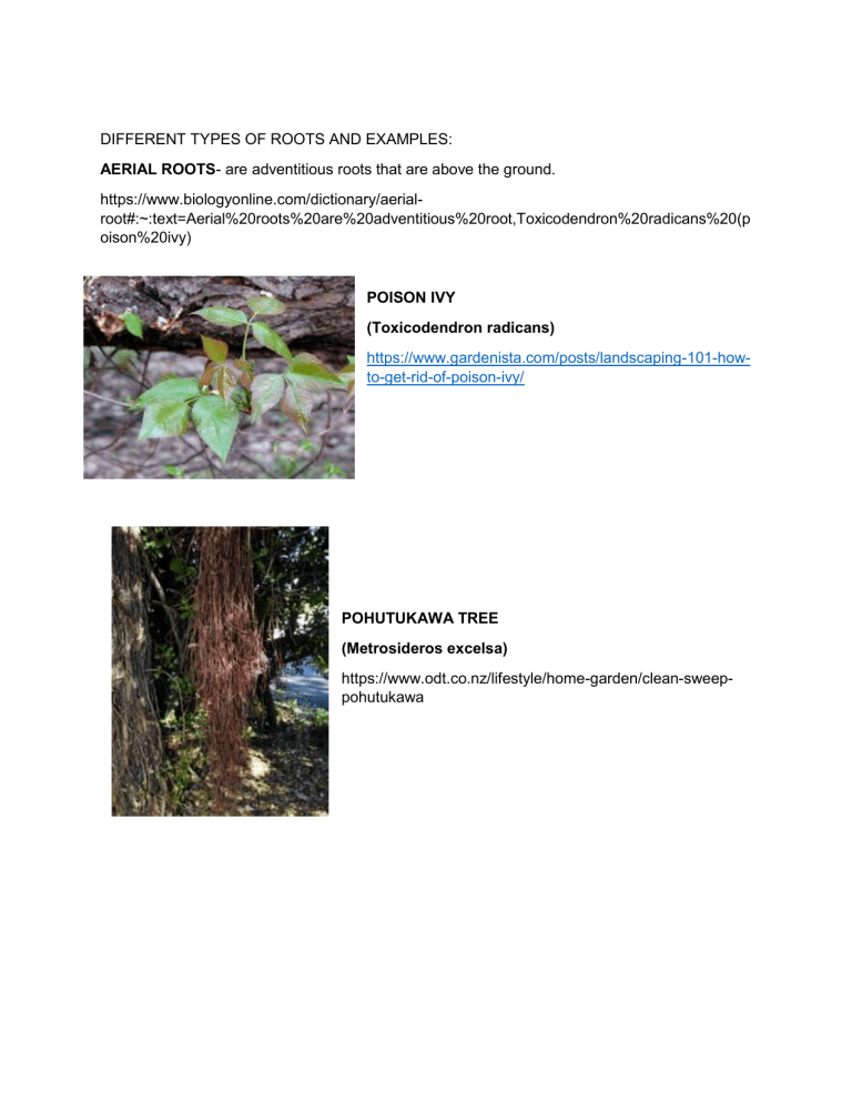 Types of Roots: Aerial, Contractile, Parasitic & More