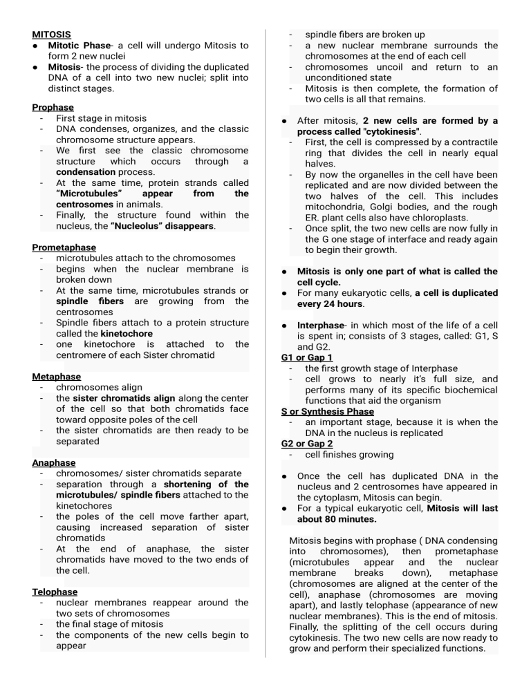 Mitosis & Meiosis: Cell Division Study Guide
