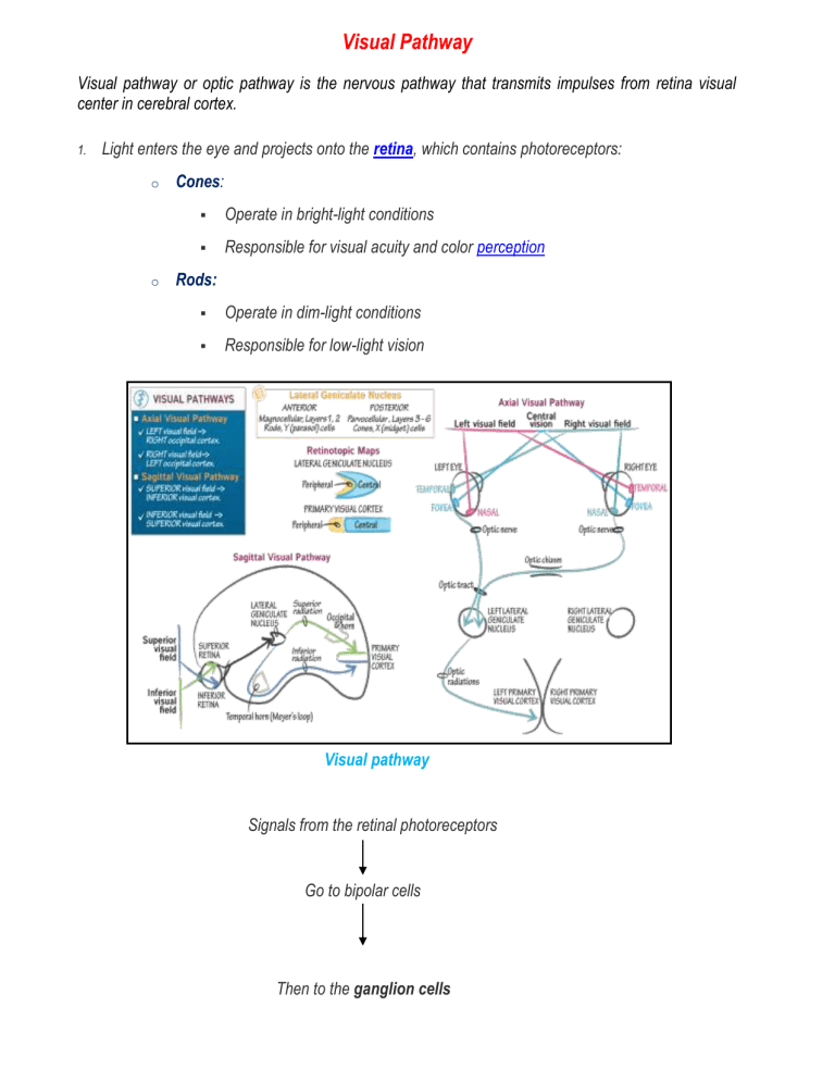 Visual Pathway Visual Pathway