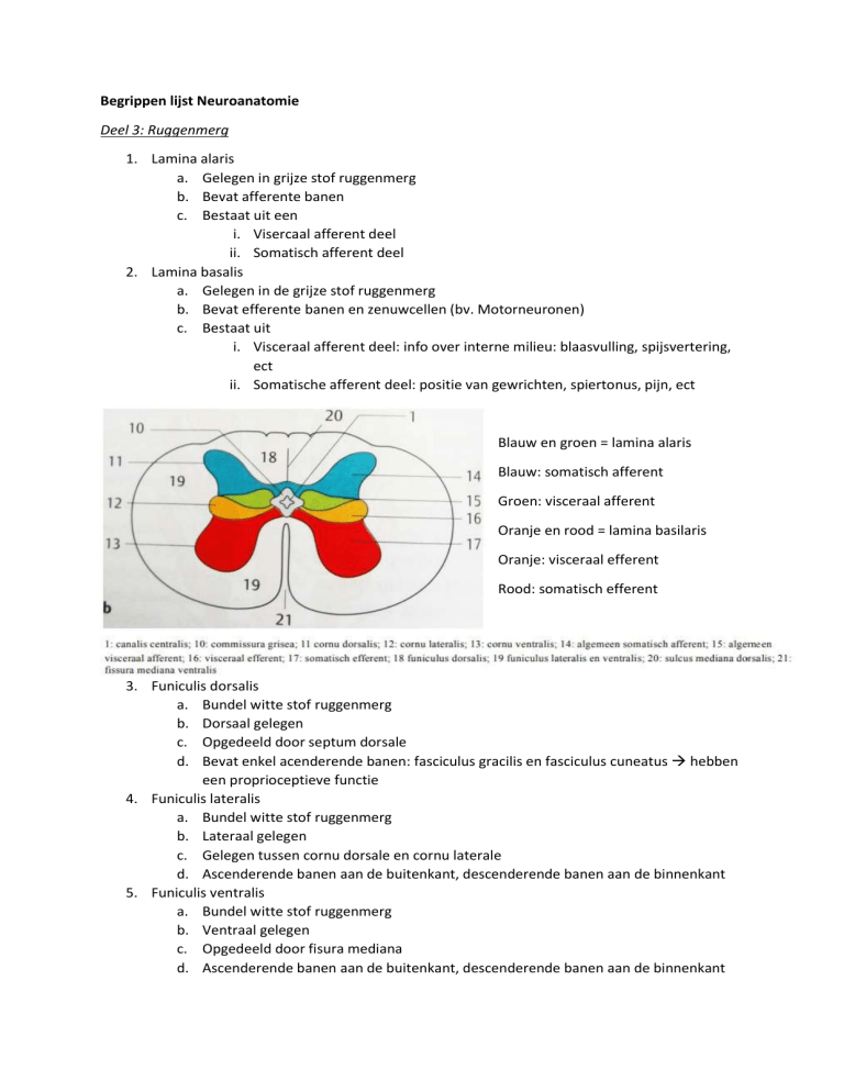 Neuroanatomie Begrippenlijst: Ruggenmerg & Hersenen