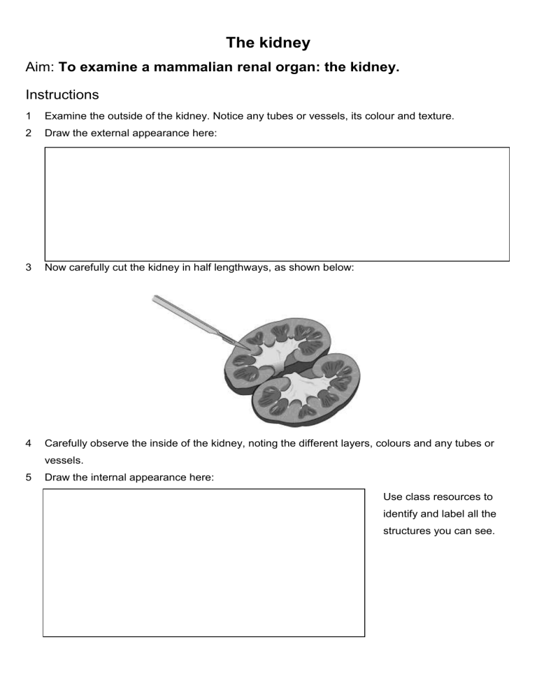 Kidney Dissection Worksheet Kidney Dissection Worksheet