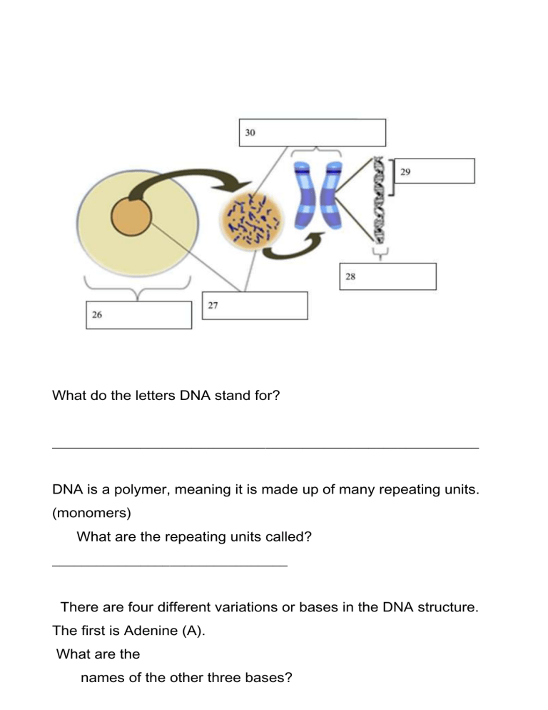 DNA Basics Worksheet Structure And Bases
