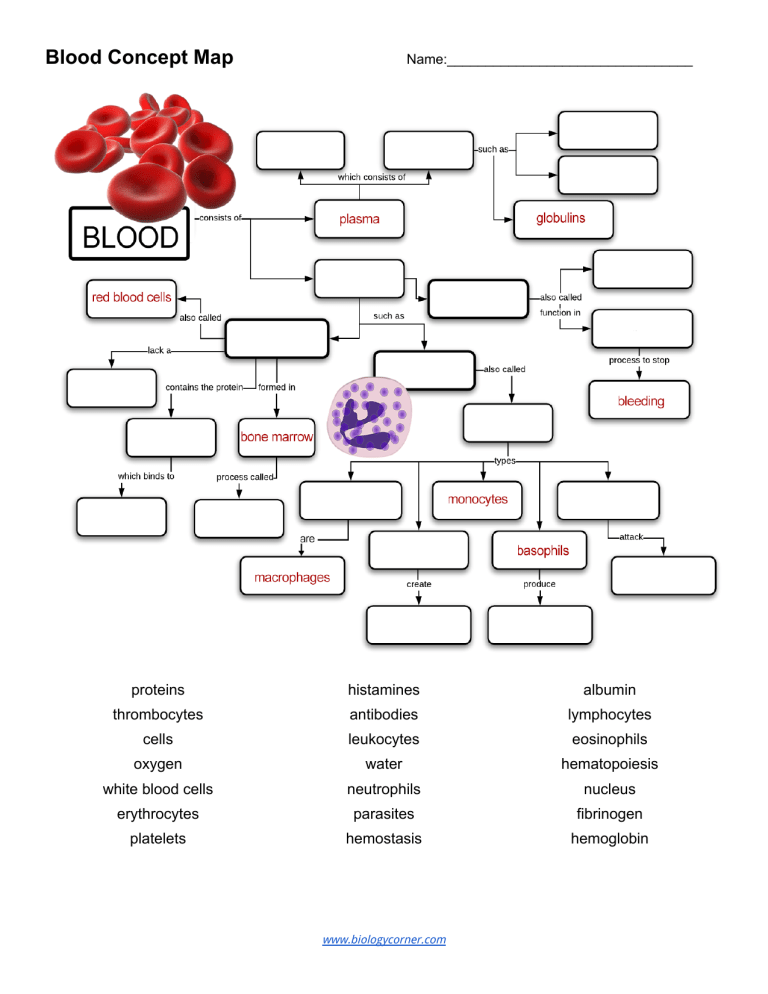 Blood Concept Map Worksheet Blood Concept Map Worksheet