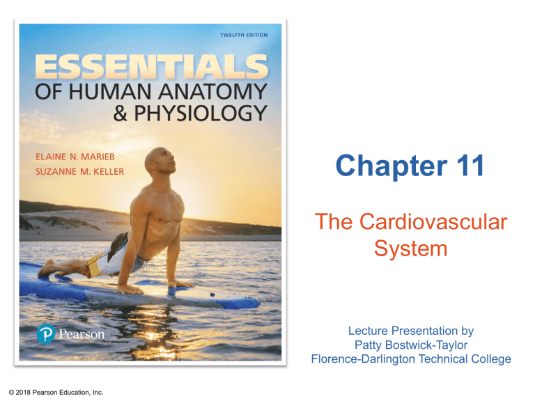 CHAPTER 11 Cardiovascular System CHAPTER 11 Cardiovascular System