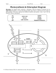 Photosynthesis & Chloroplast Diagram Worksheet