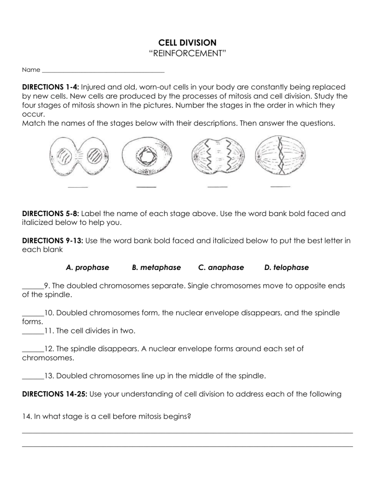 Cell Division Reinforcement Worksheet2