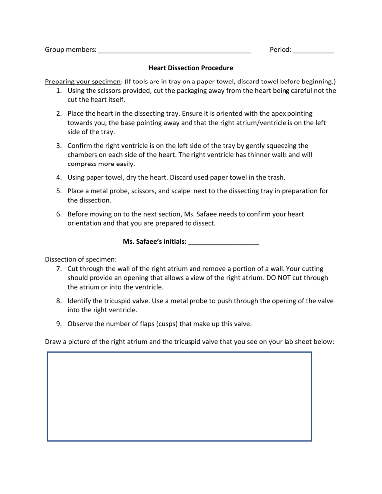 Heart Dissection Procedure Heart Dissection Procedure