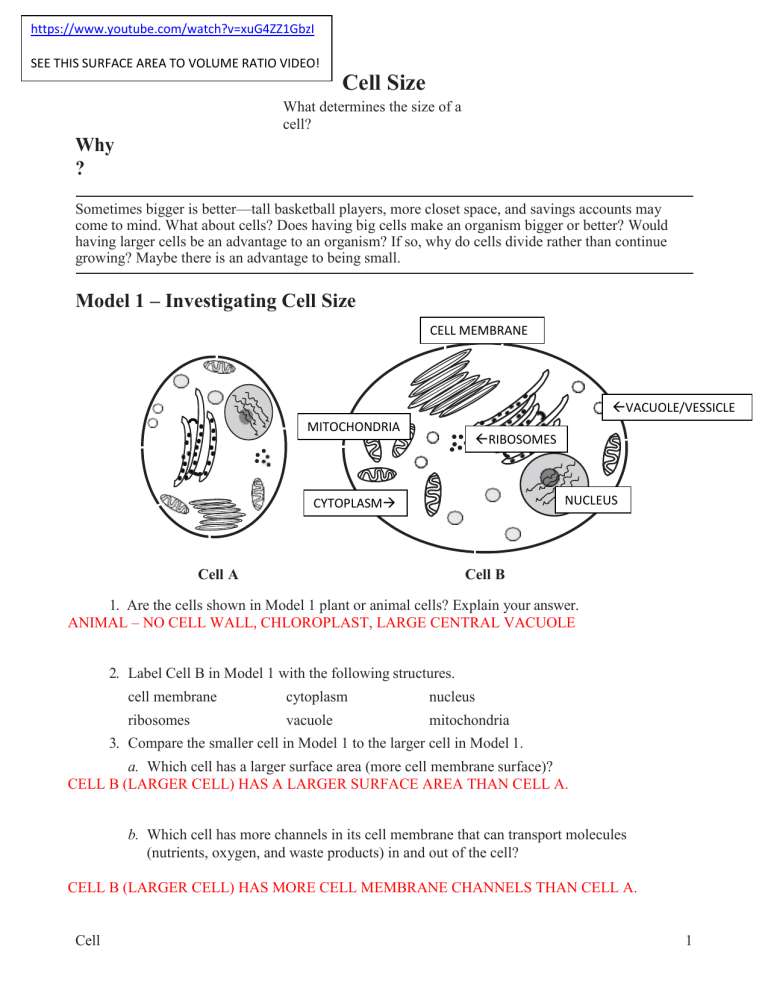 POGIL Cell Size KEY