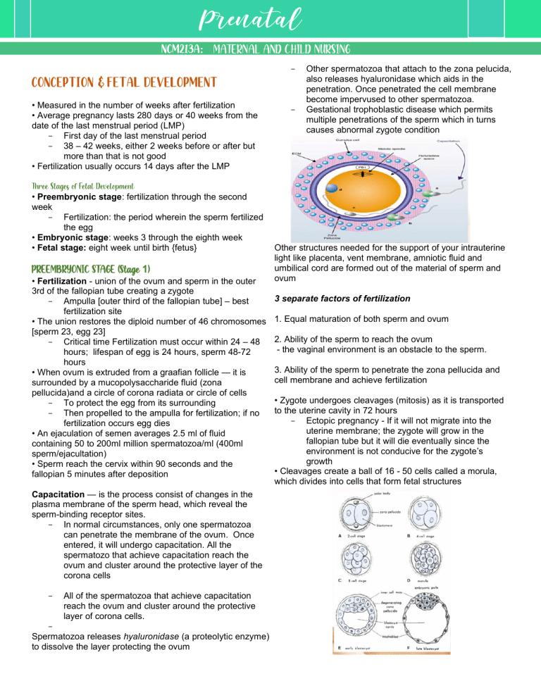 Prenatal Development: Conception & Fetal Stages