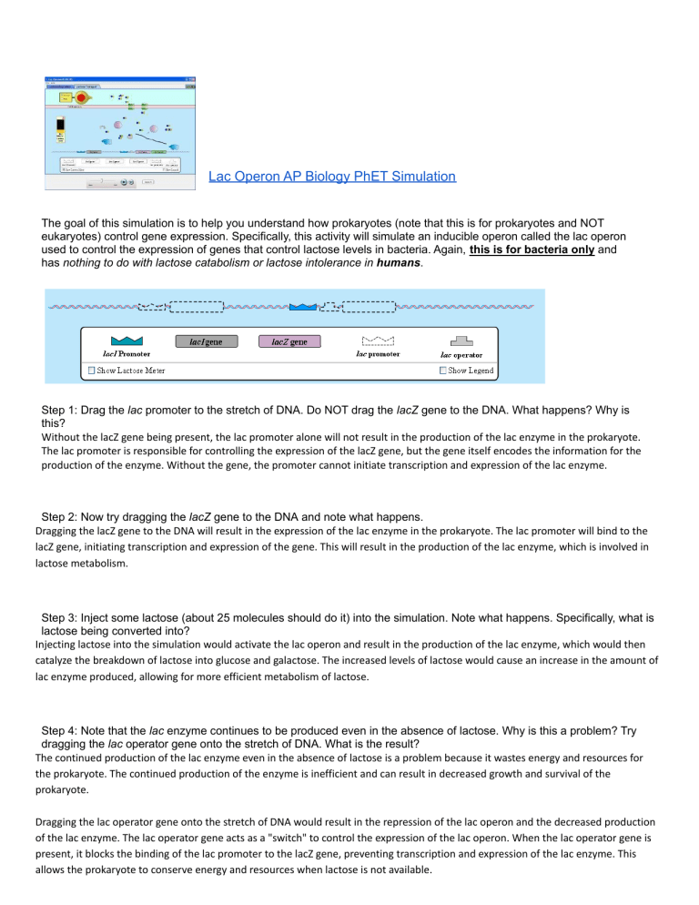 Lac Operon Simulation: AP Biology Activity