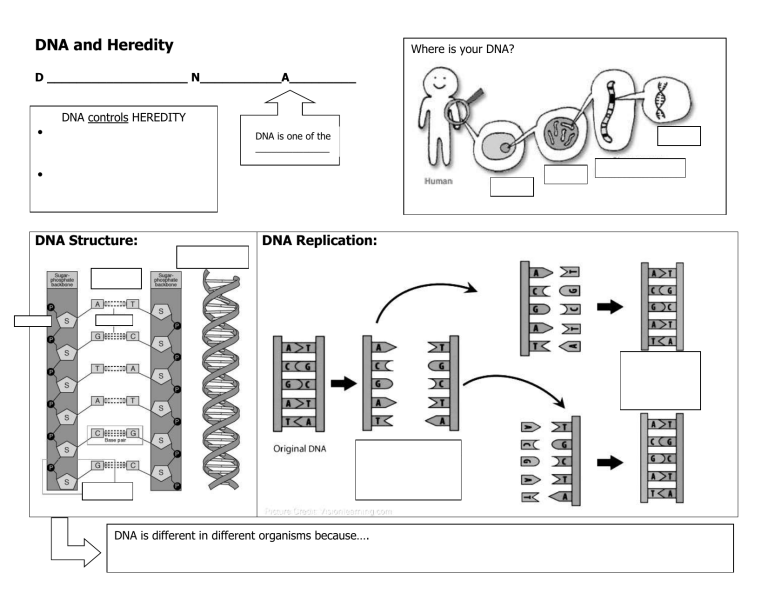 DNA and Heredity Worksheet: Structure, Replication, Mutations