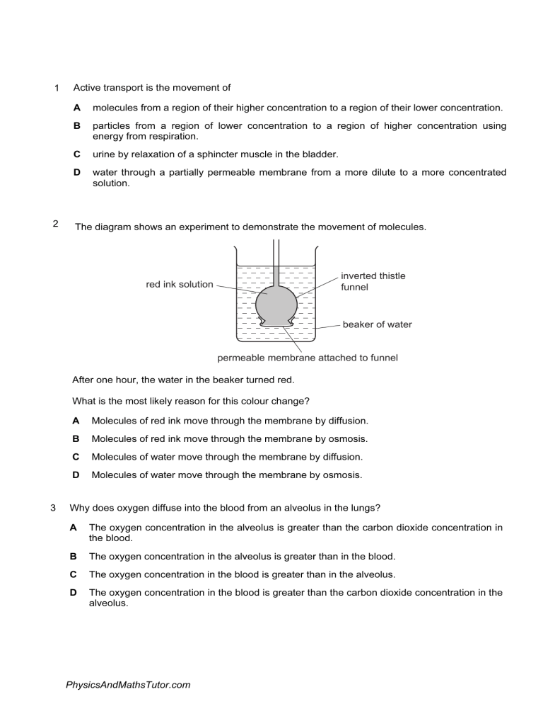 Biology Exam Questions: Cell Transport Mechanisms