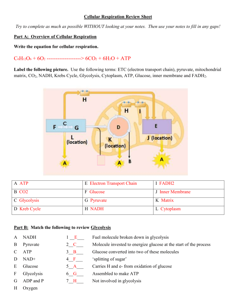 05 Respiration Review 2015 Key 05 Respiration Review 2015 Key