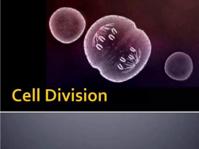 Cell Division: Mitosis, Meiosis, Apoptosis & Necrosis