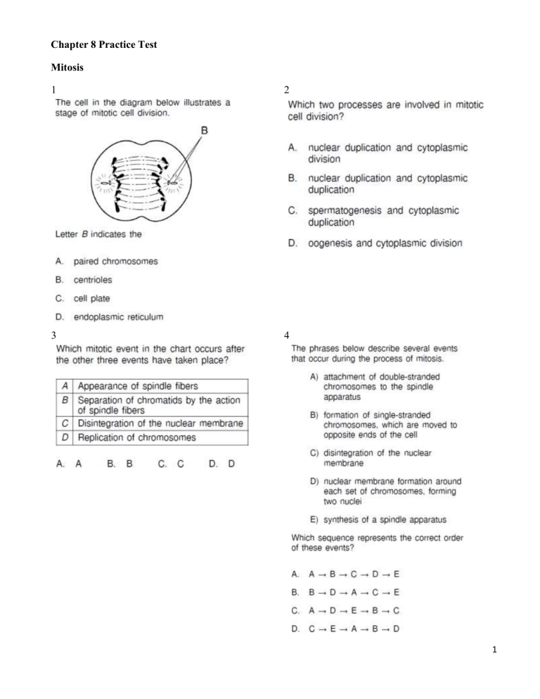 Mitosis & Meiosis Practice Test: Cell Division & Karyotypes