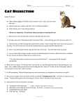 Cat Dissection Lab Guide