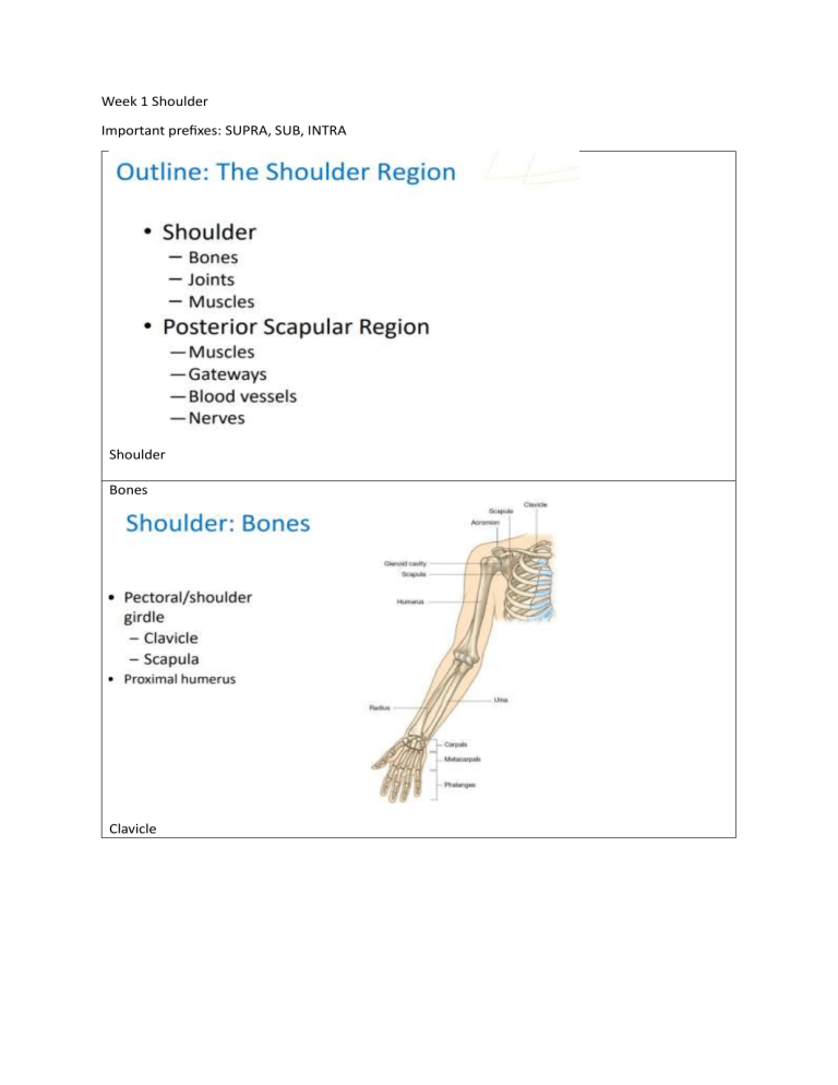 Shoulder Anatomy Lecture Notes: Bones, Joints, Muscles