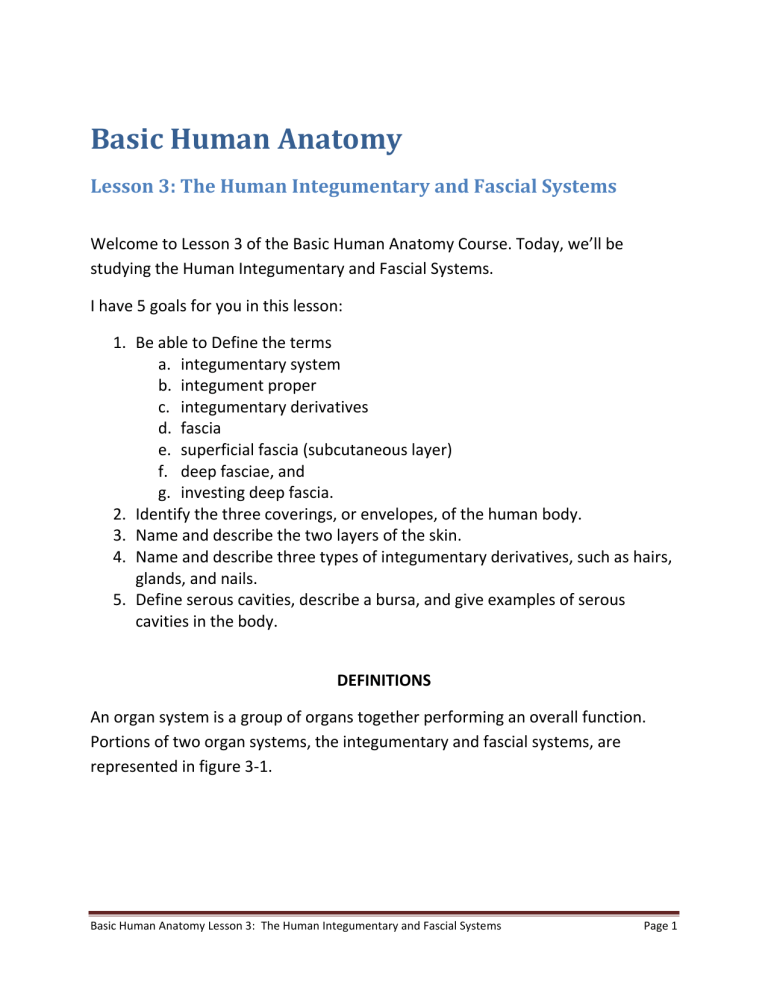 Human Anatomy: Integumentary & Fascial Systems