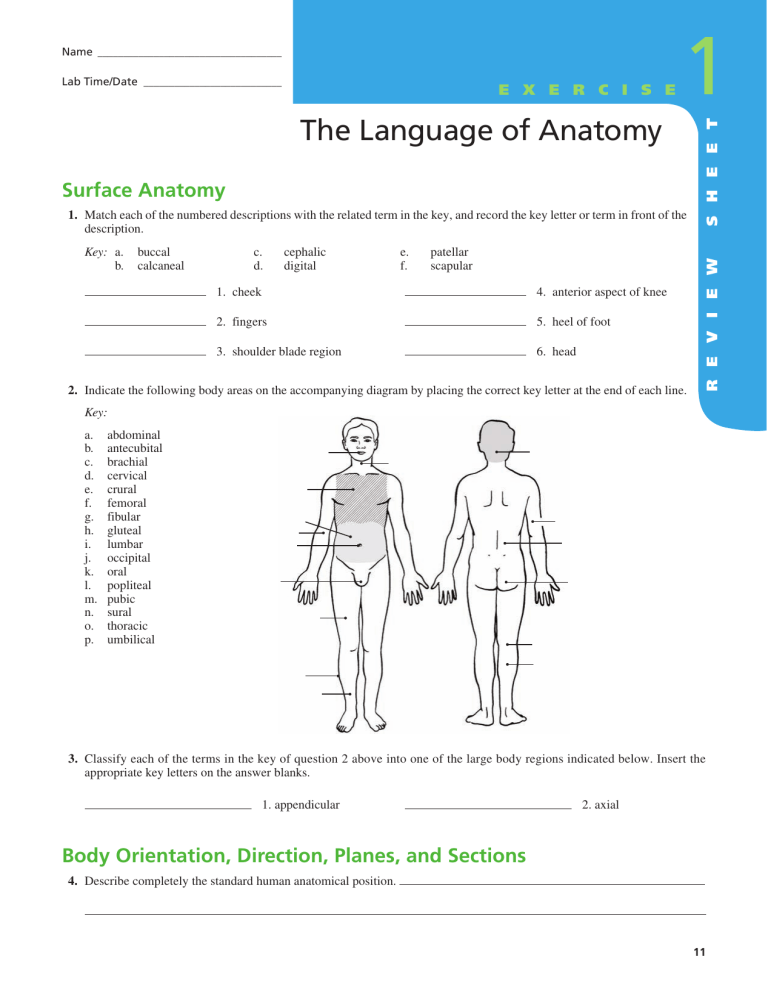 Language Of Anatomy Exercise 1