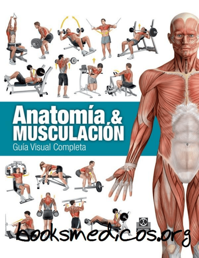 Anatomía & Musculación: Una Guía Visual Completa