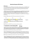 Restriction Enzymes DNA Scissors Worksheet