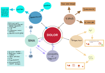Pain Mind Map: Types, Origins, and Sensitization