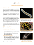 Flatworms Fact Sheet: Body Plan & Characteristics